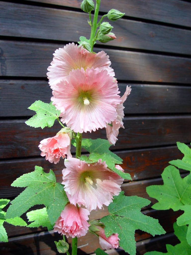 Wiejskie kwiaty? Malwy w ogrodzie. Wszystko co o malwach wiedzieć ...