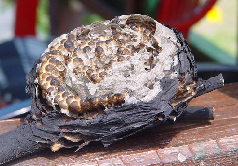 spalone_gniazdo_os - Blog wiejski, blog miejski, blog czarodziejski ...