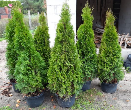 Jak sadzić tuje, aby się przyjęły - poradnik. Postępuj tak zawsze!