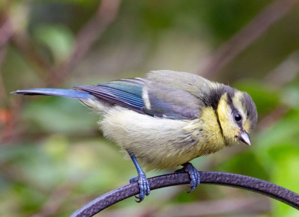 Ptaki zimujące w Polsce. Poznaj gatunki ptaków i je dokarmiaj zimą